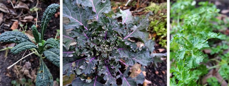 SchädelMädel - Käse-Dreierlei: Halloumi, Molke und mehr